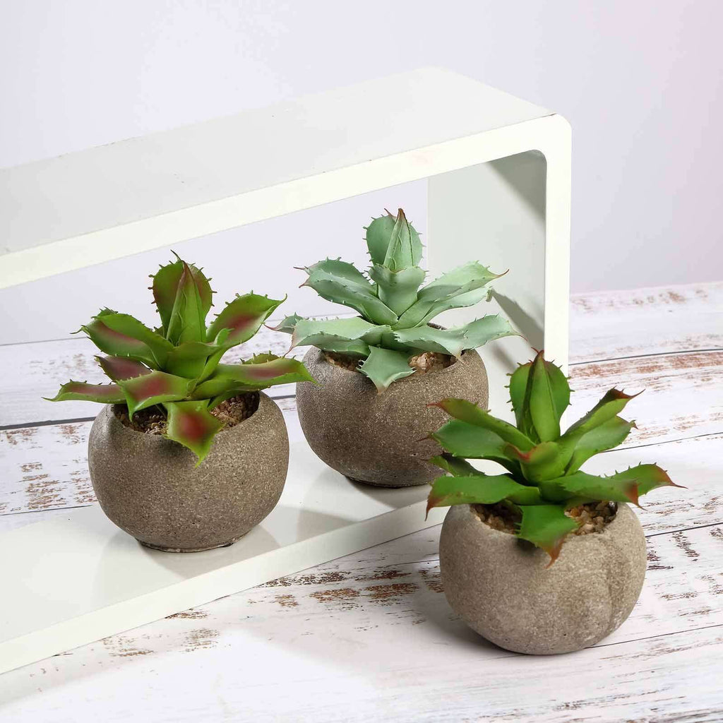 Aloe Succulents in Ceramic Pots | TableclothsFactory